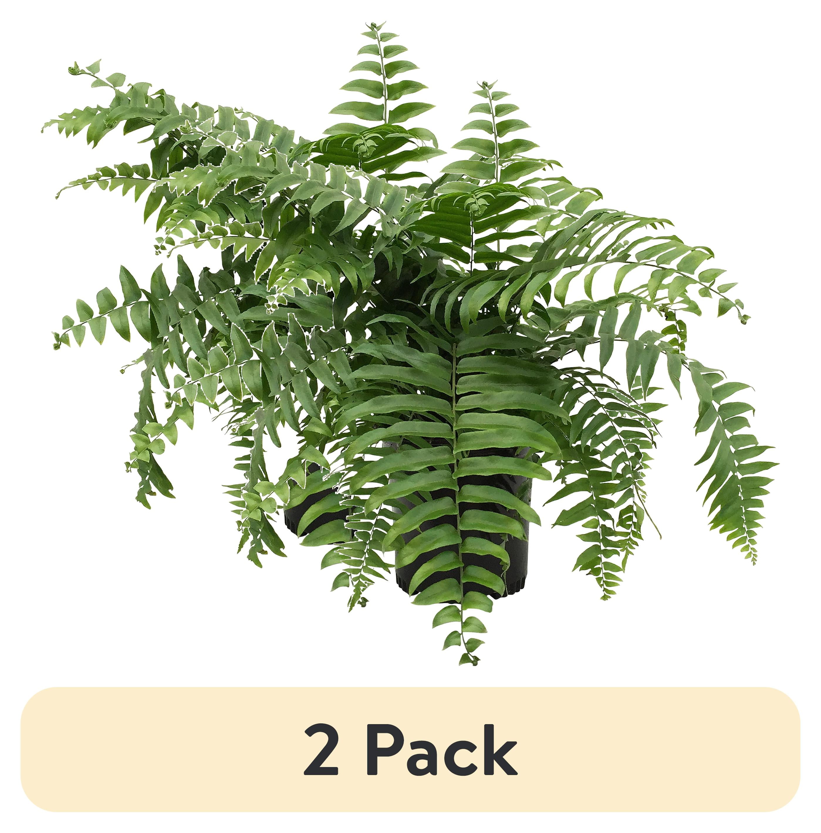 (2 pack) Nature's Way Farms Under The Florida Sun 2.5QT Macho Fern Live ...
