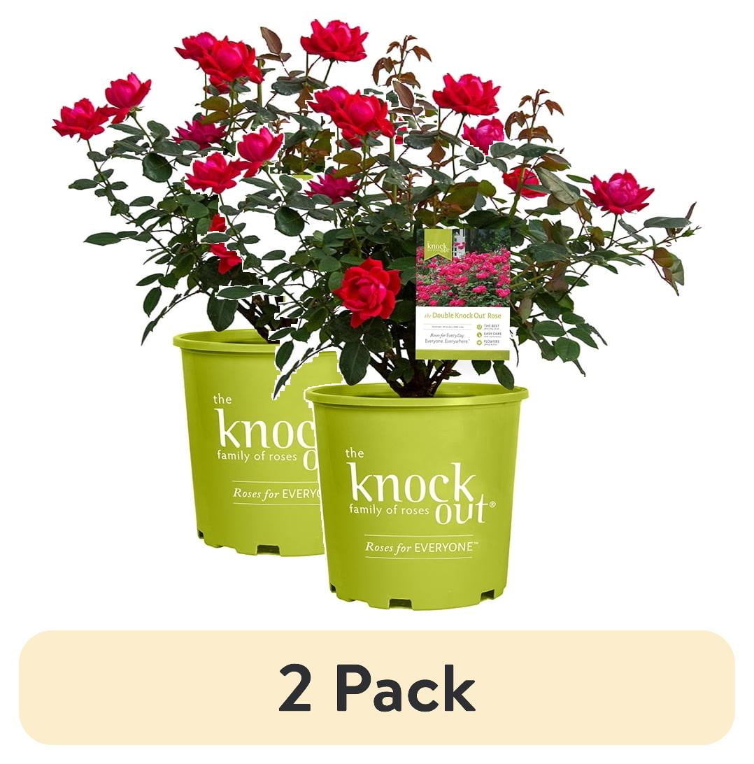 (2 pack) The Knock Out® Family of Roses 'The Red Double Knock Out® Rose ...