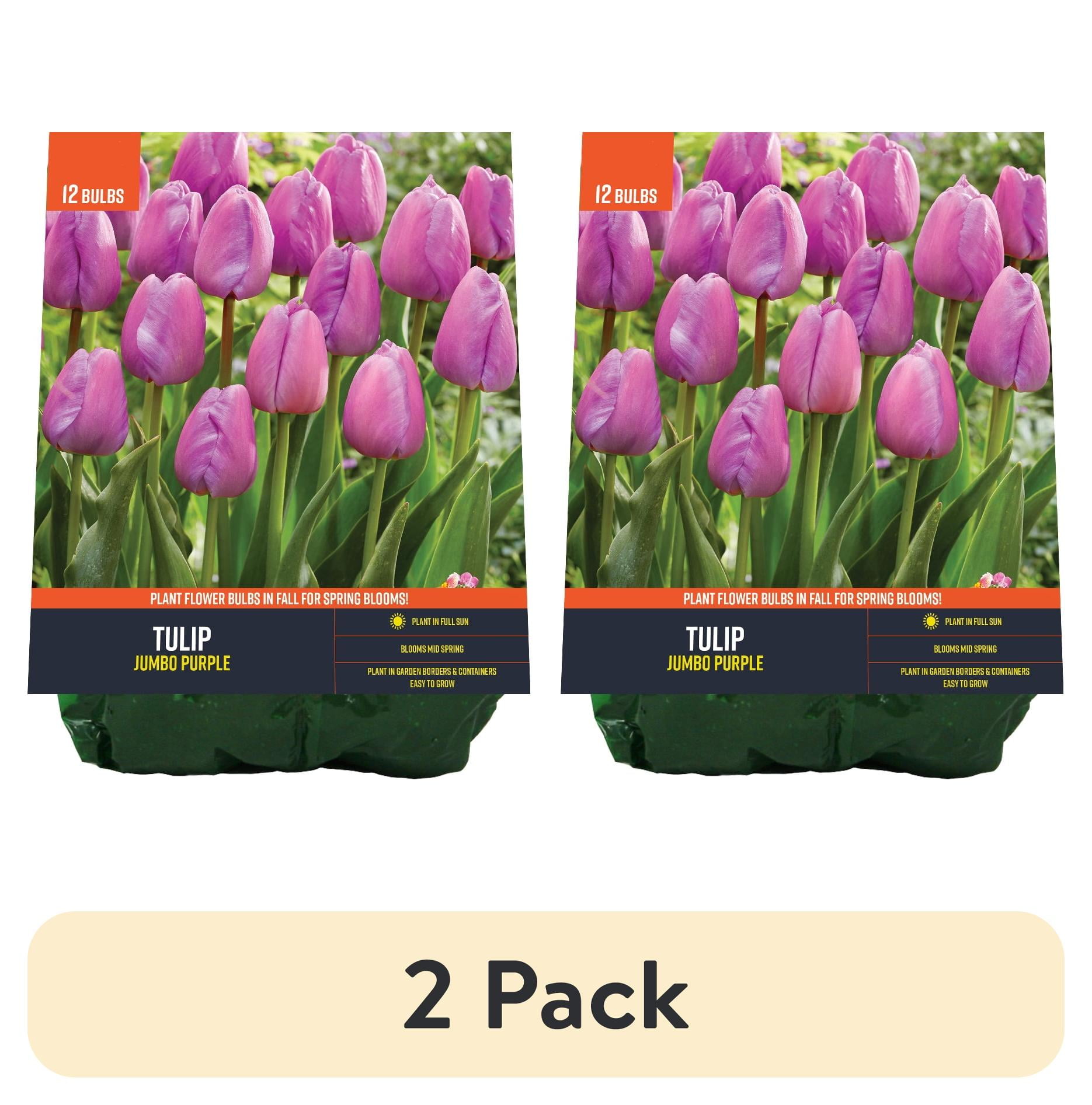 (2 pack) Van Zyverden Tulip Purple (Set of 12 Dormant Bulbs) Full Sun ...