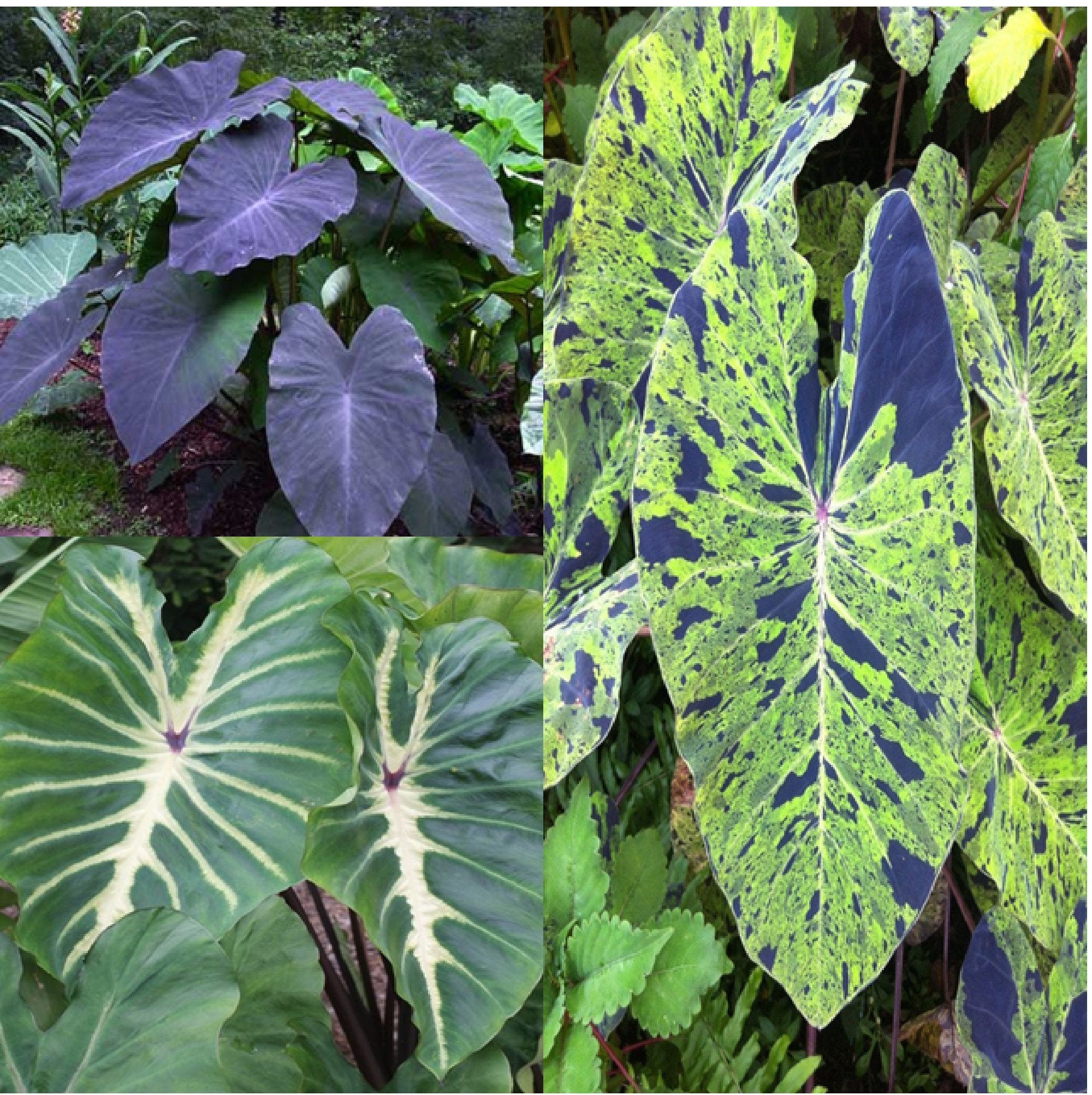 2 pcs-Elephant Ear，Pots to Grow Fall or Spring Indoor or Outdoor ...