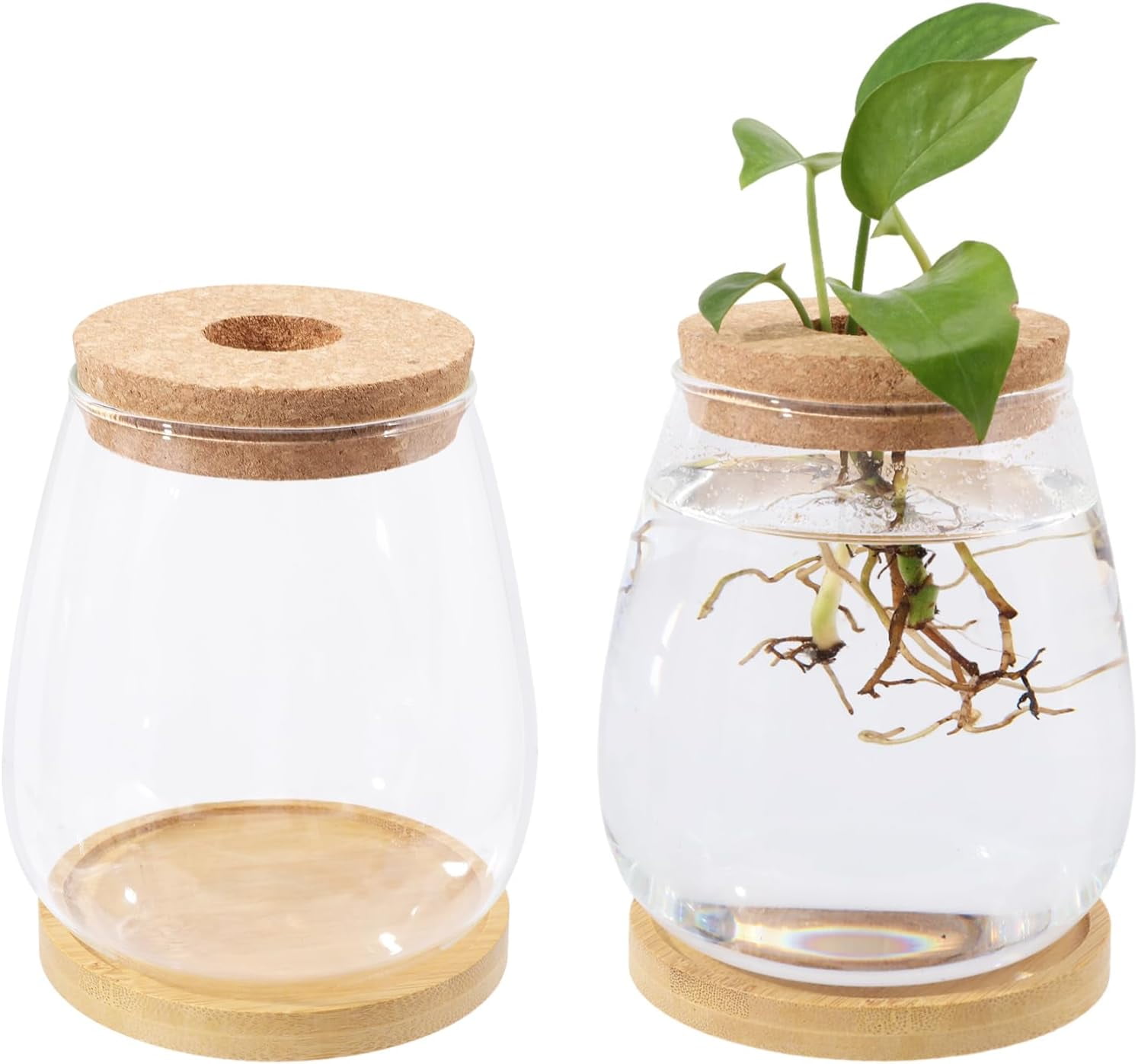 2 pcs Plant Propagation Jars Glass Planter Vase Desktop Plant Terrarium ...