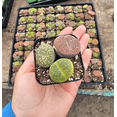 2 to 3 Large Assorted Lithops Live Plants in 2"Pot, Colorful Living ...
