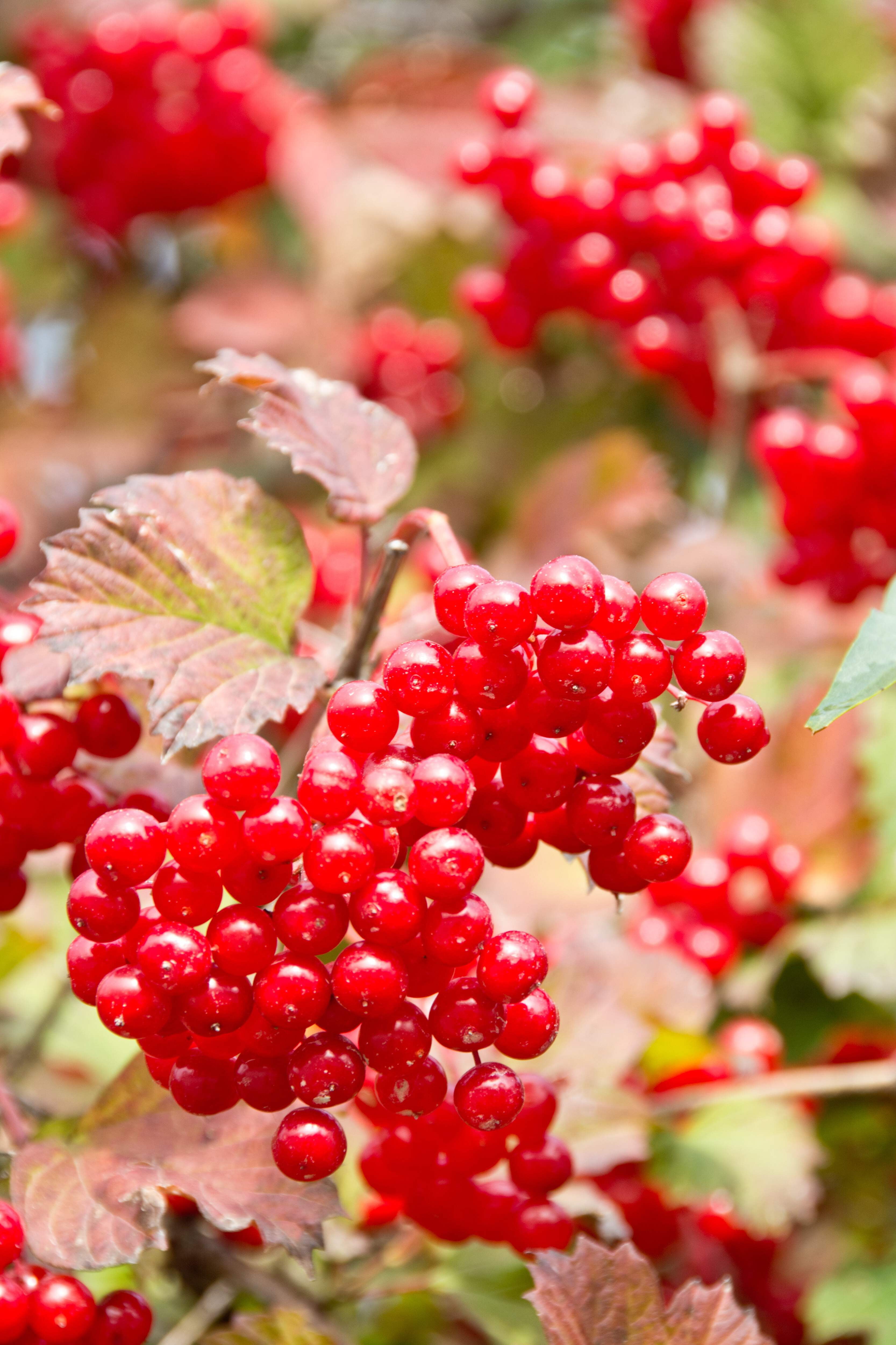 20 AMERICAN HIGHBUSH CRANBERRY Viburnum Trilobum Red Fruit White Flower ...
