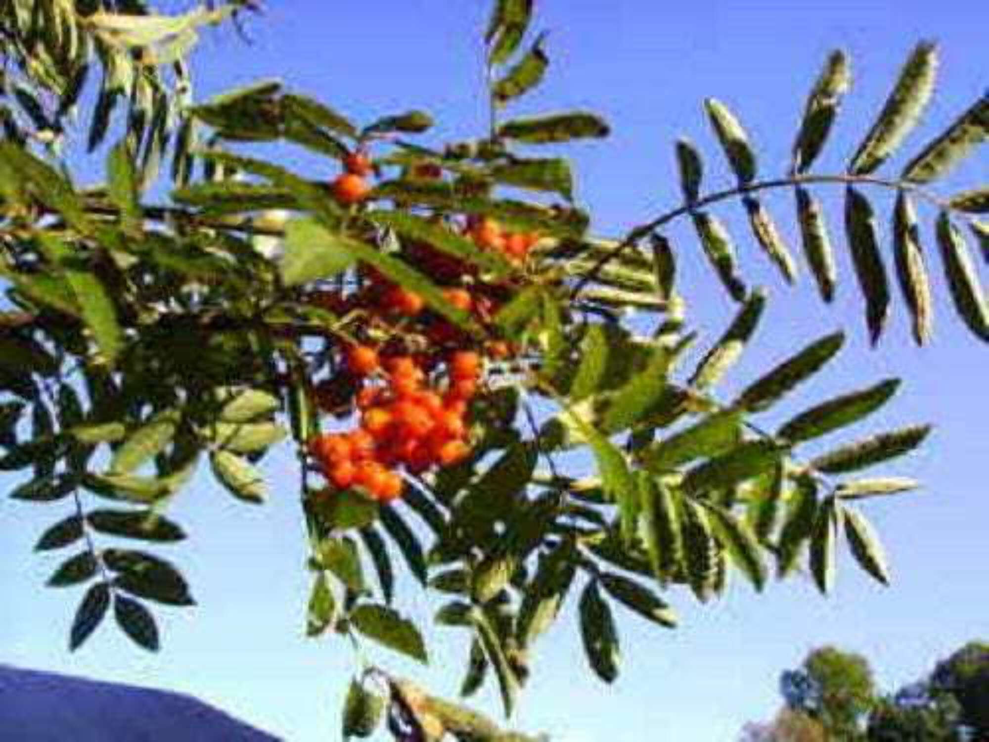 20 ASH TREE Mountain / Amur / Rowan - Sorbus Aucuparia Seeds - Walmart.com