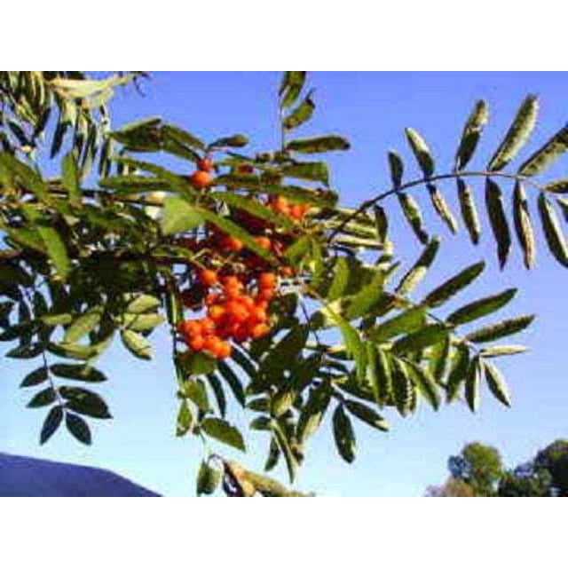 20 ASH TREE Mountain / Amur / Rowan - Sorbus Aucuparia Seeds - Walmart.com