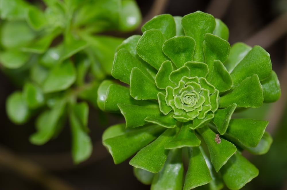 20 Aeonium manriqueorum Seeds - Irish Rose Seeds - Walmart.com
