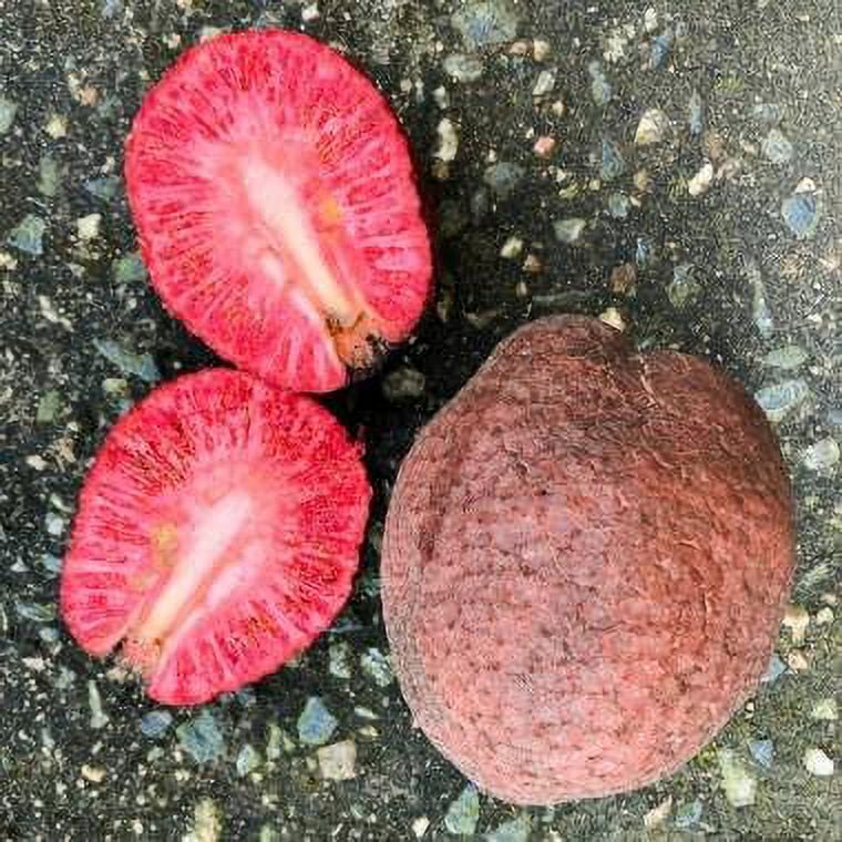 20 African Red Peach Tree Seeds for Planting - Nauclea latifolia ...