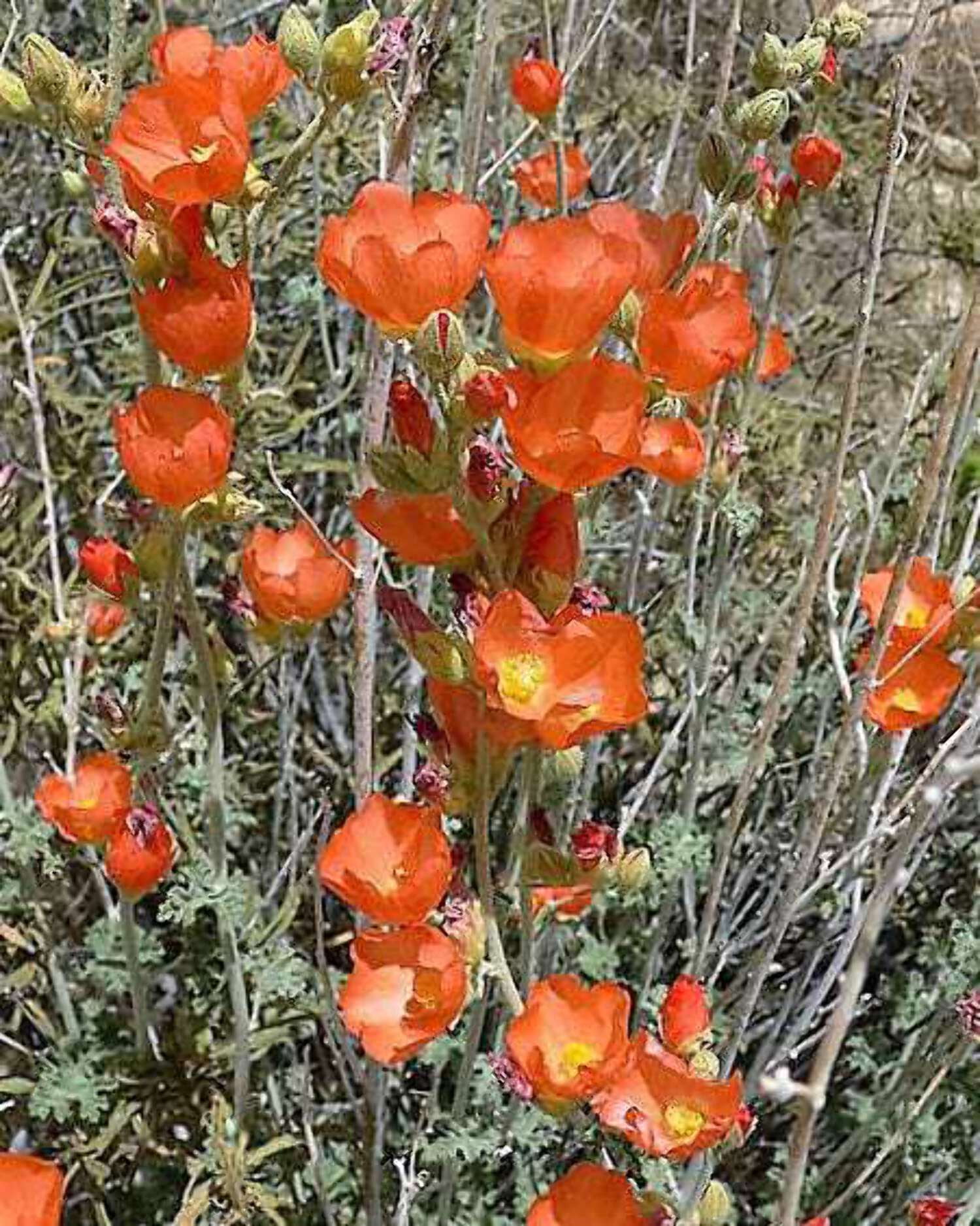 20 Apricot DESERT GLOBEMALLOW Mallow Sphaeralcea Ambigua Flower Seeds ...