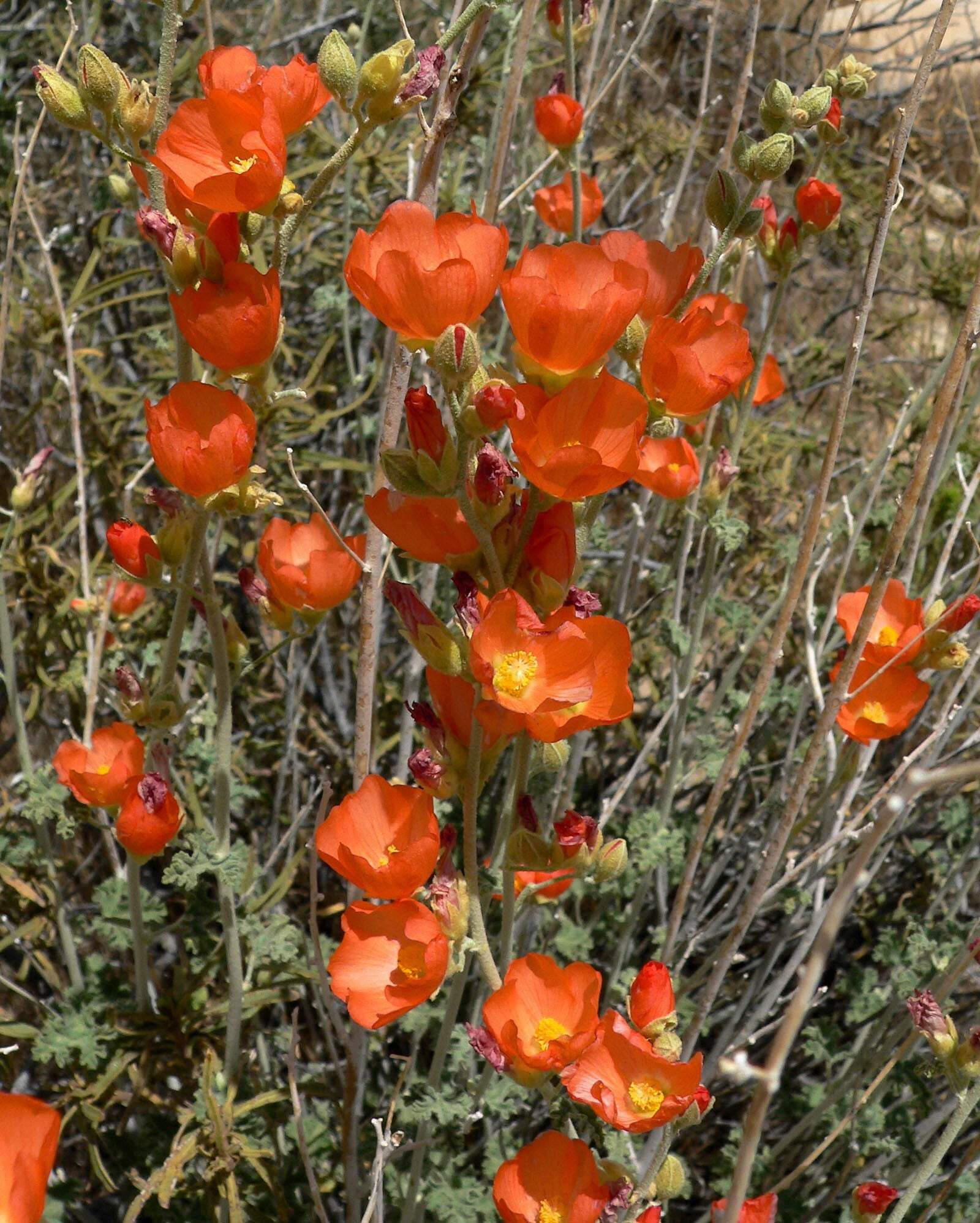 Seedville USA Desert Globemallow Seeds Apricot Salmon Orange Blooms ...