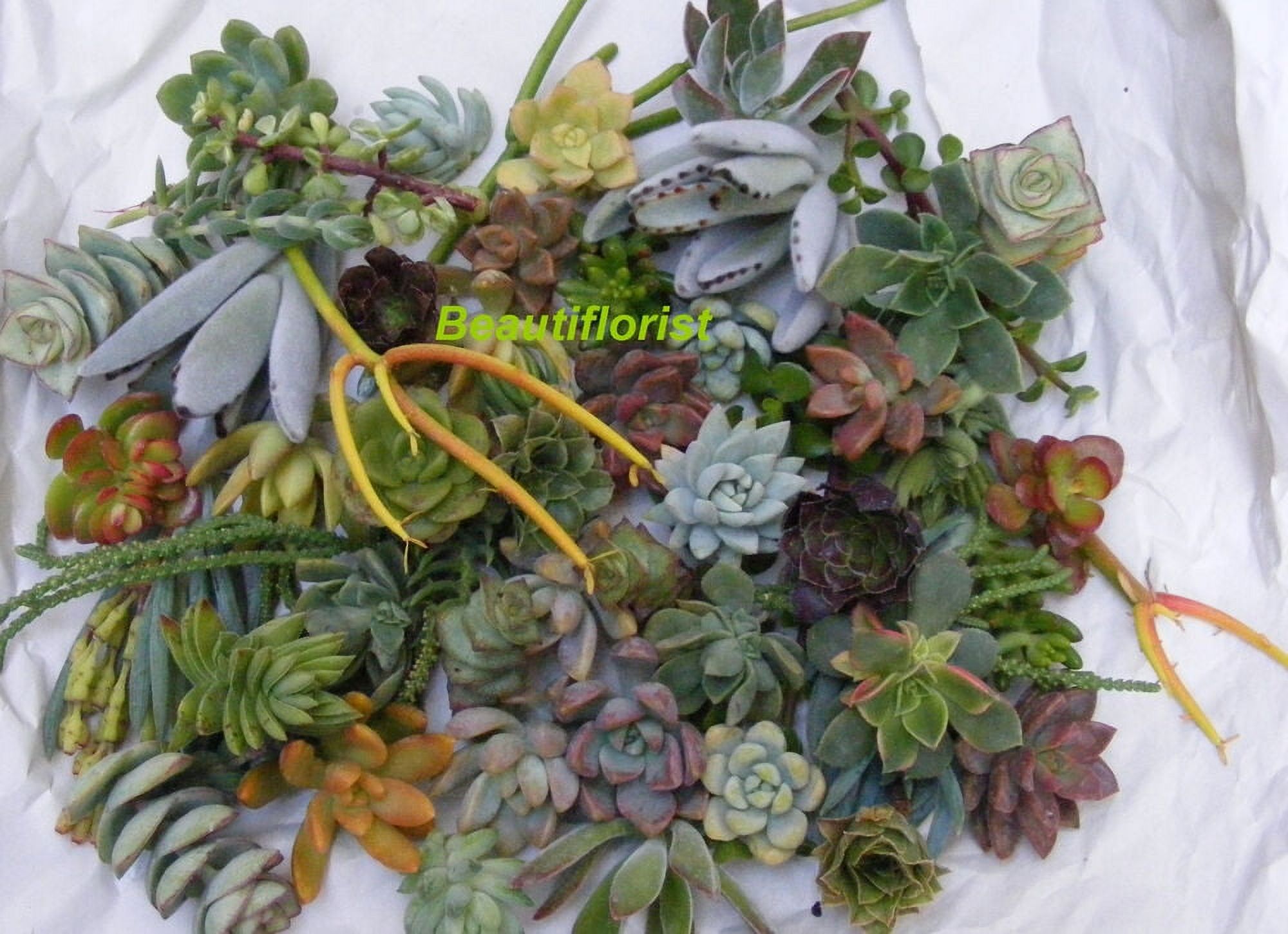 20 Assorted Succulent Cuttings Assorted Varieties - Walmart.com