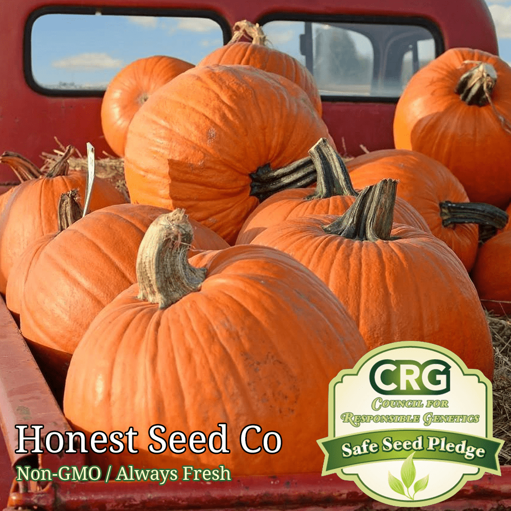 20+ Big Max GIANT Pumpkin Seeds | Non-GMO | Heirloom | Fresh Garden ...