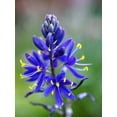 20 Blue Large Camas Plant, Camassia Leichtinii Great Camass Native ...