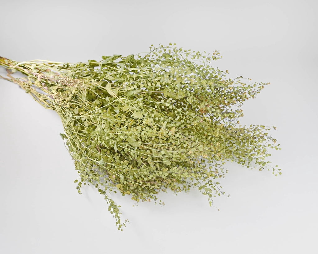 20 Bunches, Dried Lepidium for Floral Arrangements and Season Décor ...