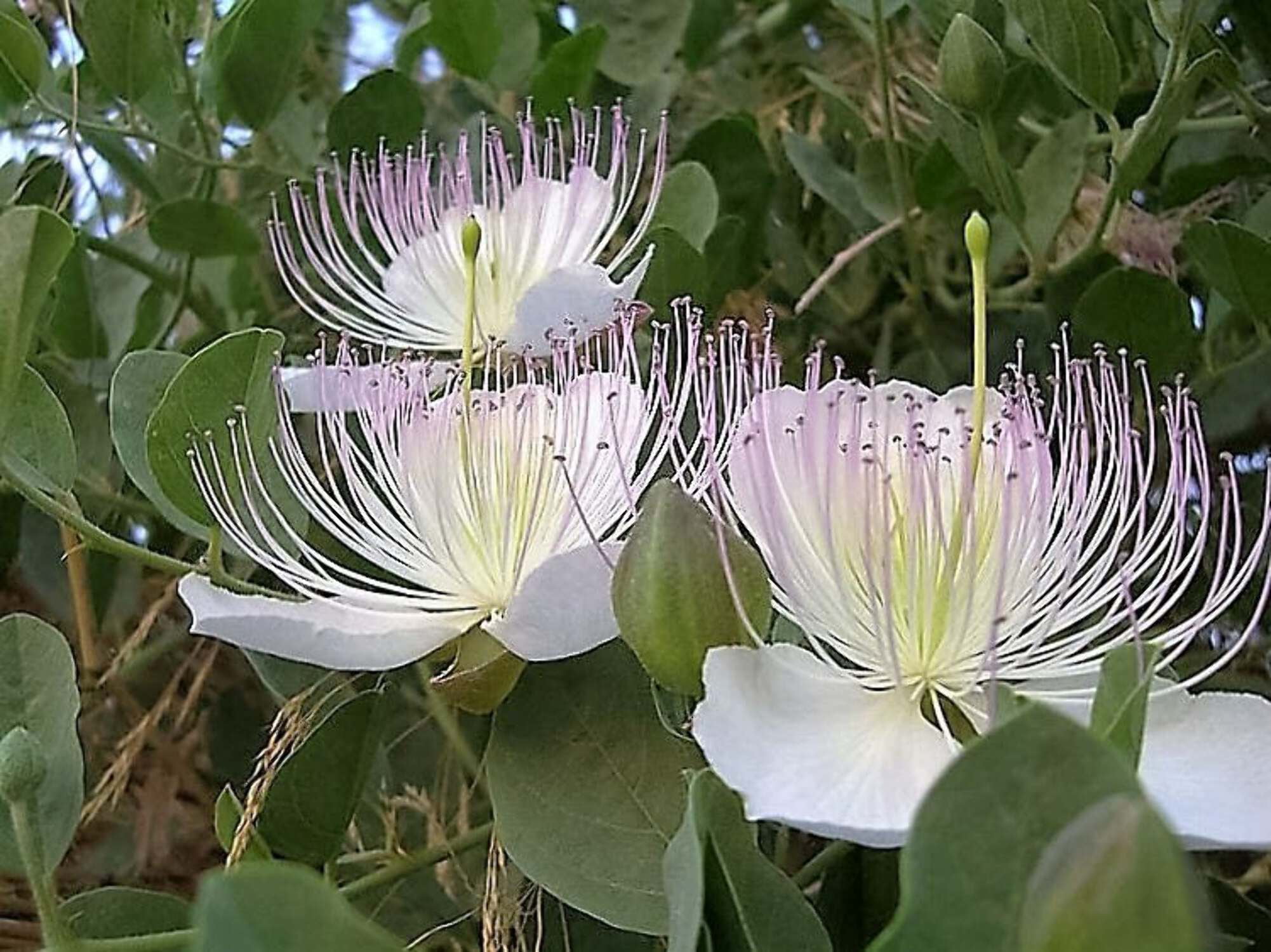 20 Seeds CAPER BUSH Edible Capers Flinders Rose Flower Capparis Spinosa ...