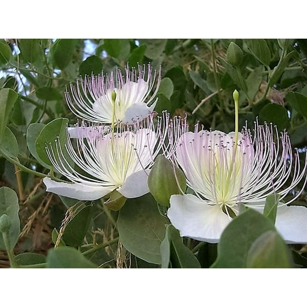 20 Seeds CAPER BUSH Edible Capers Flinders Rose Flower Capparis Spinosa ...