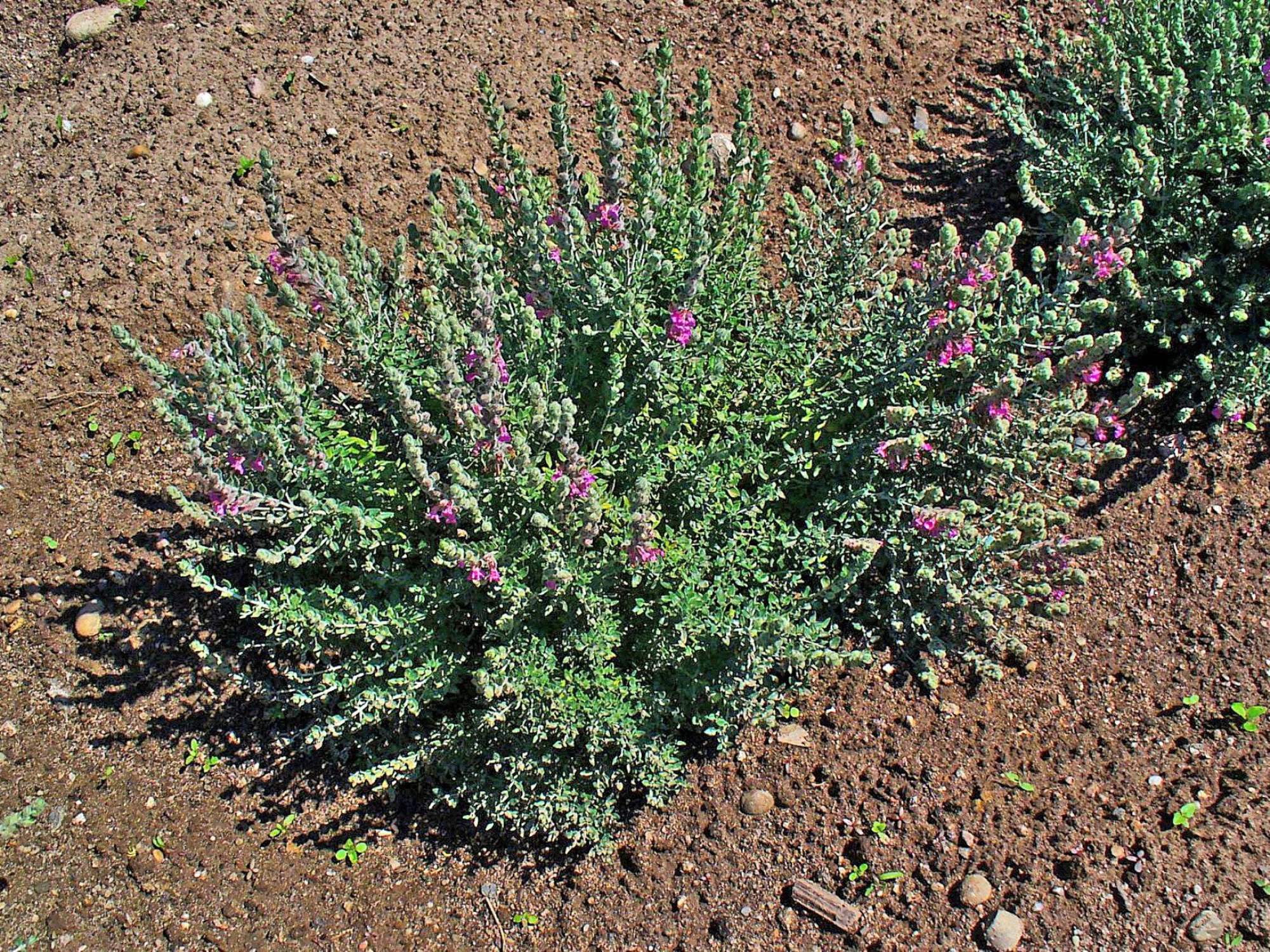 20 Cat Thyme Seeds (Teucrium Marum), aka Cat Crack, Kitty Crack, with ...
