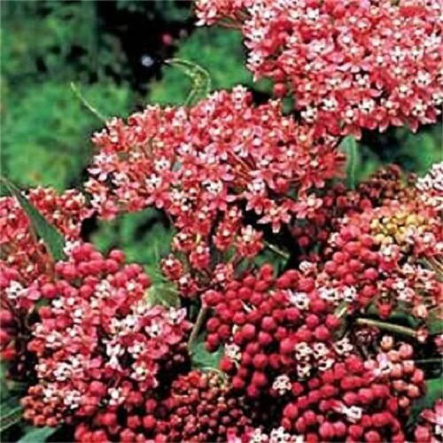 20 CINDERELLA MILKWEED Asclepias Incarnata Flower Seeds - Walmart.com