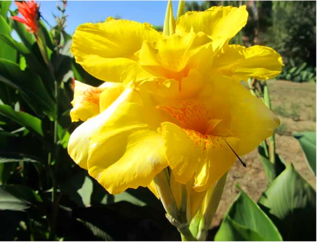 20 Canna Lily Seeds Mixed Flower Perennial Bonsai Rare Accent Plant ...