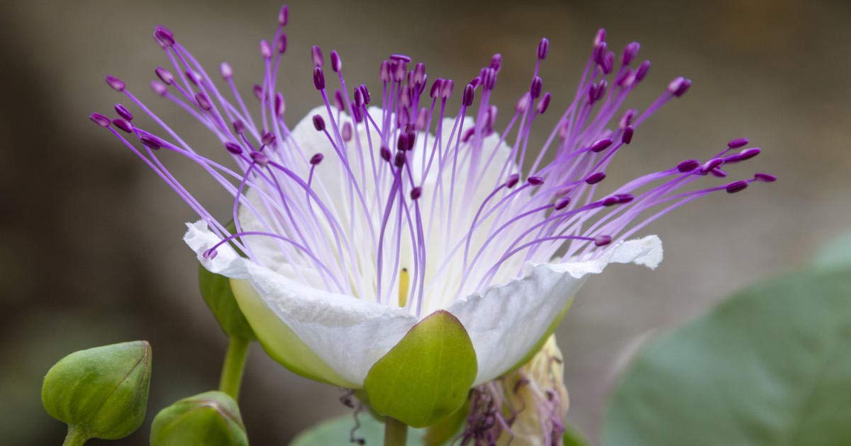20 Caper Bush Seeds (Capparis Spinosa) Use As Medical & Culinary Herb ...