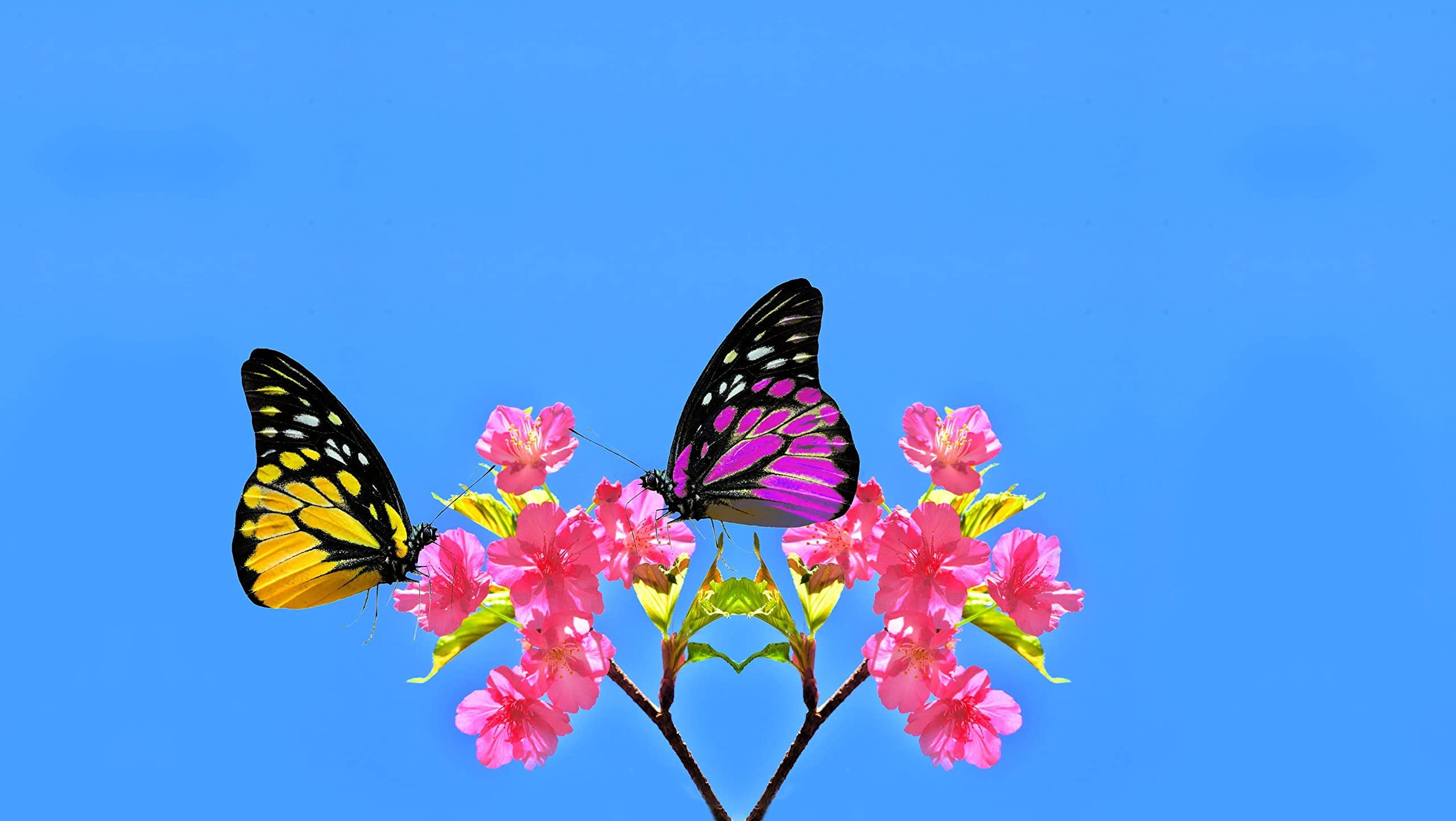 20 Cherry Blossom Bush Seeds - Sakura Seeds, Stunning Blooms - Walmart.com