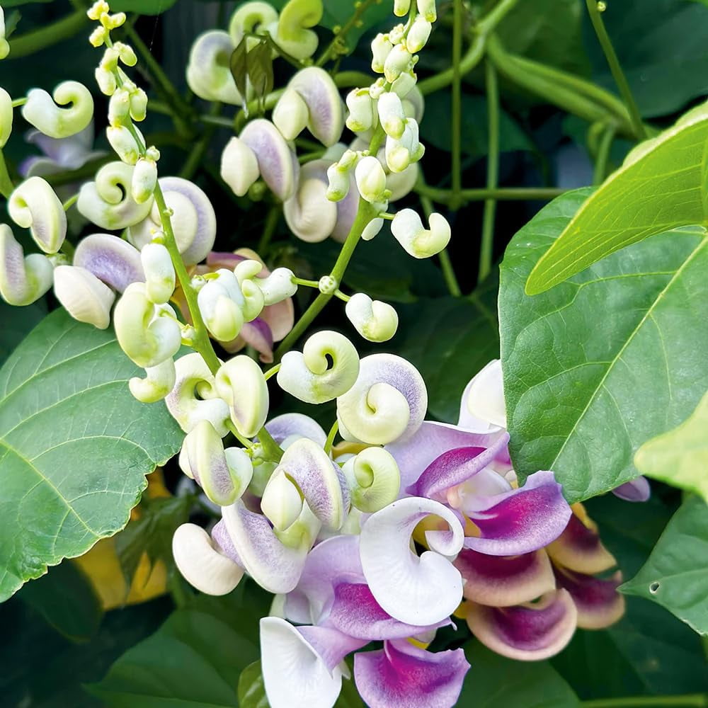 20+ Corkscrew Vine Flower Seeds for MVR1 Planting Outdoors Garden ...