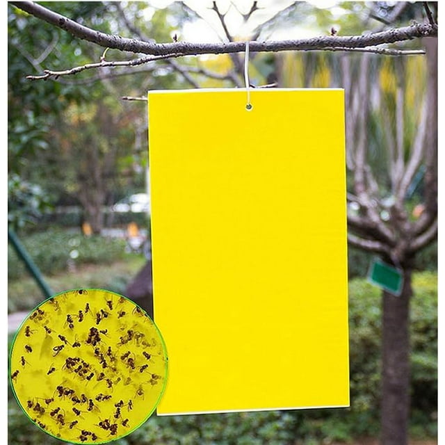 20 Count Dual Yellow Sticky Traps 8 X 6 Inch Set for Flying Plant ...