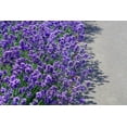 Seedville USA Dwarf Munstead Lavender Lavender Seeds Blue English ...