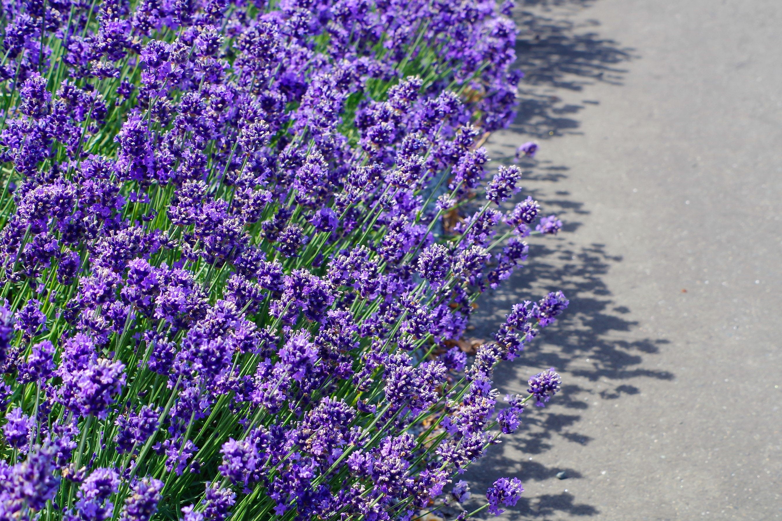 20 DWARF MUNSTEAD LAVENDER Blue English Lavandula Angustifolia Munstead ...