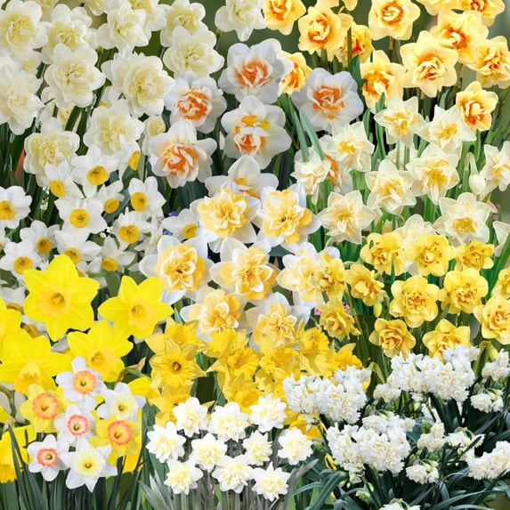 20 Daffodil Bulbs for Fall Planting, Spring-Blooming Narcissus Bulbs ...