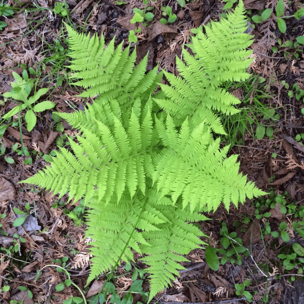 20 Dormant Lady Ferns Bare Roots, Root Systems, Ground Cover Plants ...