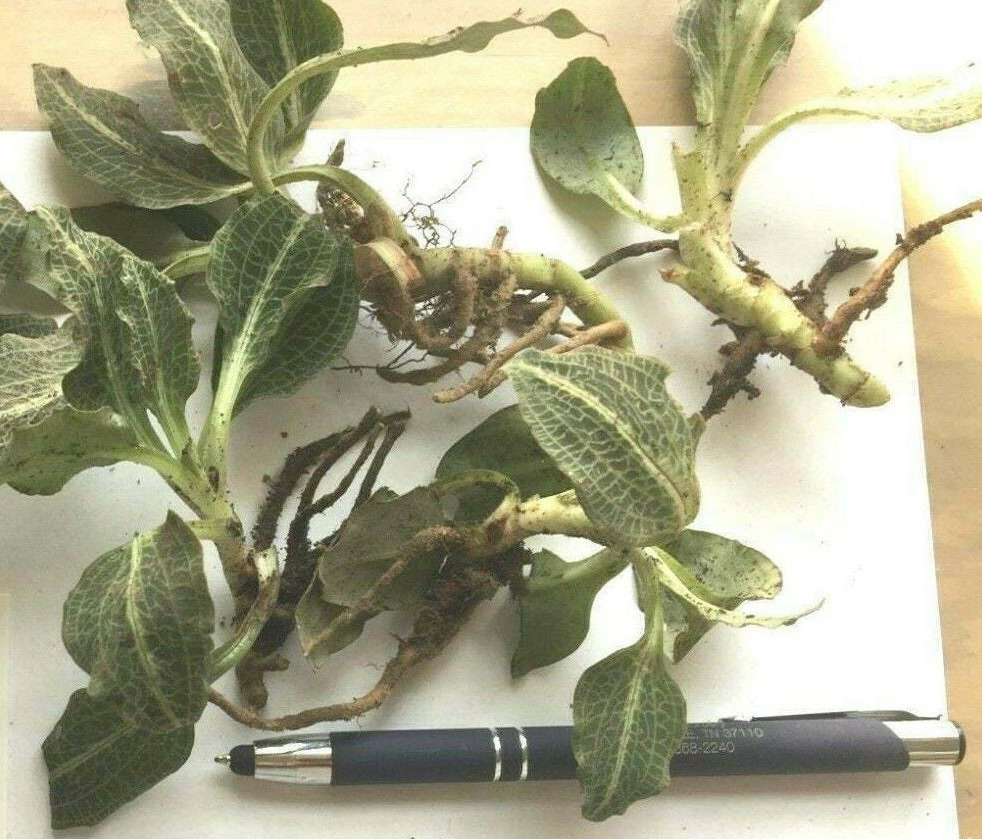 20 Downy Rattlesnake Plantain Orchid Root Systems, Perennial, Goodyera ...