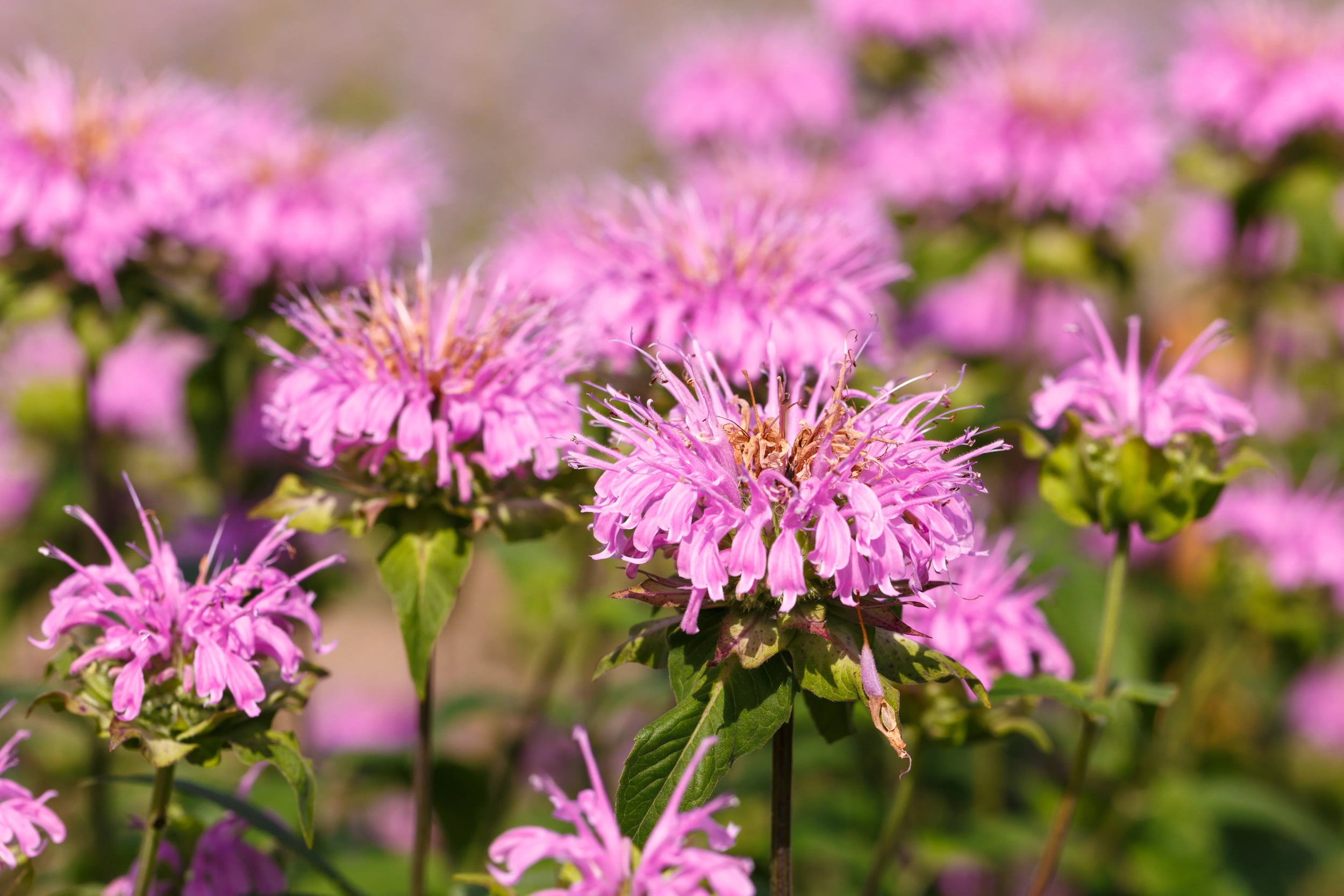 20 Dwarf PINK BEE BALM Monarda Bradburiana Eastern Beebalm Herb Flower ...