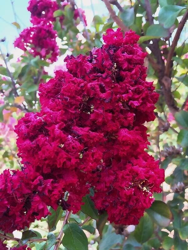 20 Dynamite Cape Myrtle Seeds Tree Flower Perennial Flowers Seed 1225 ...
