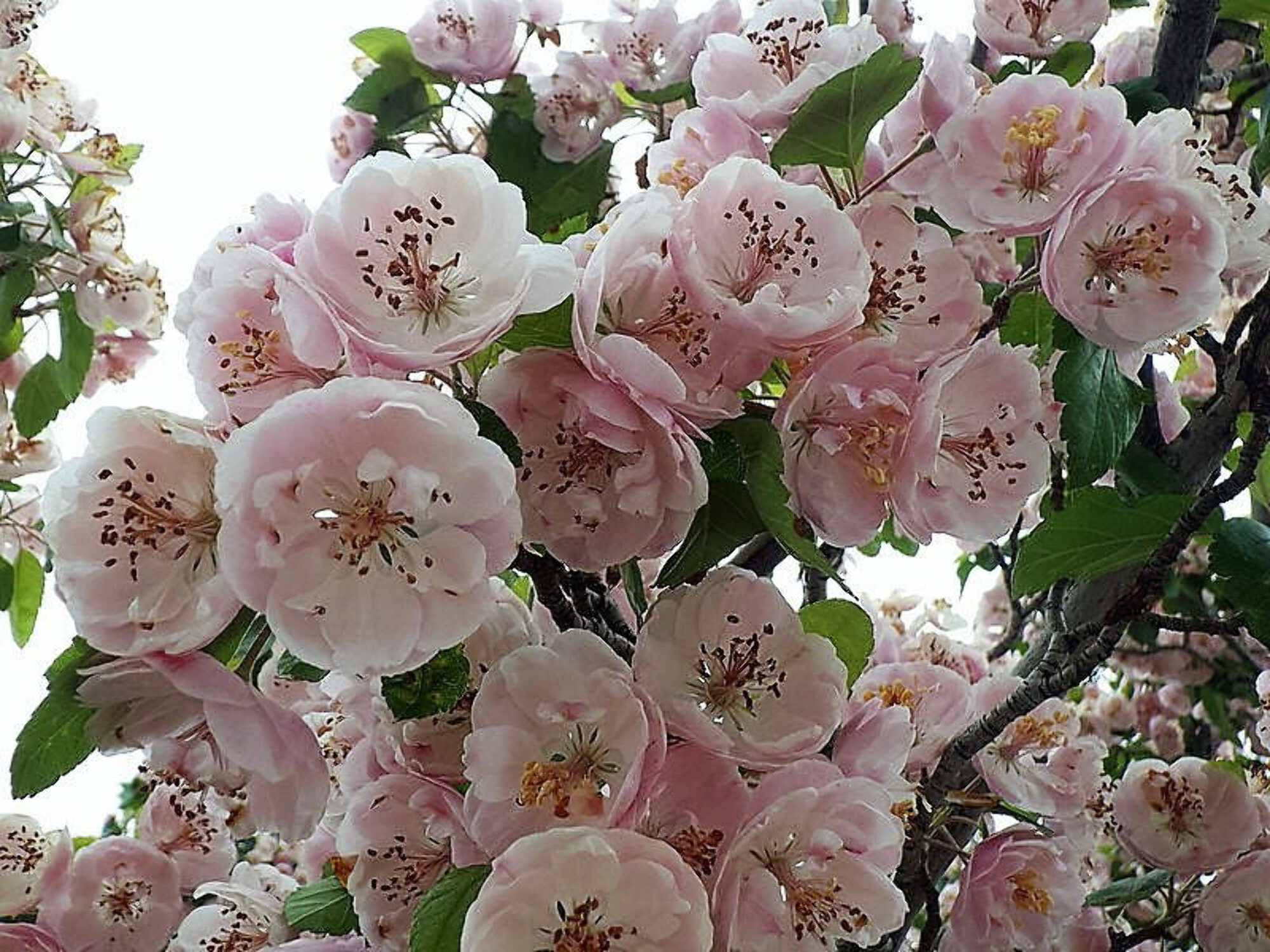 20 ENGLISH HAWTHORN TREE Edible Fruit Flower Mayflower Crataegus ...