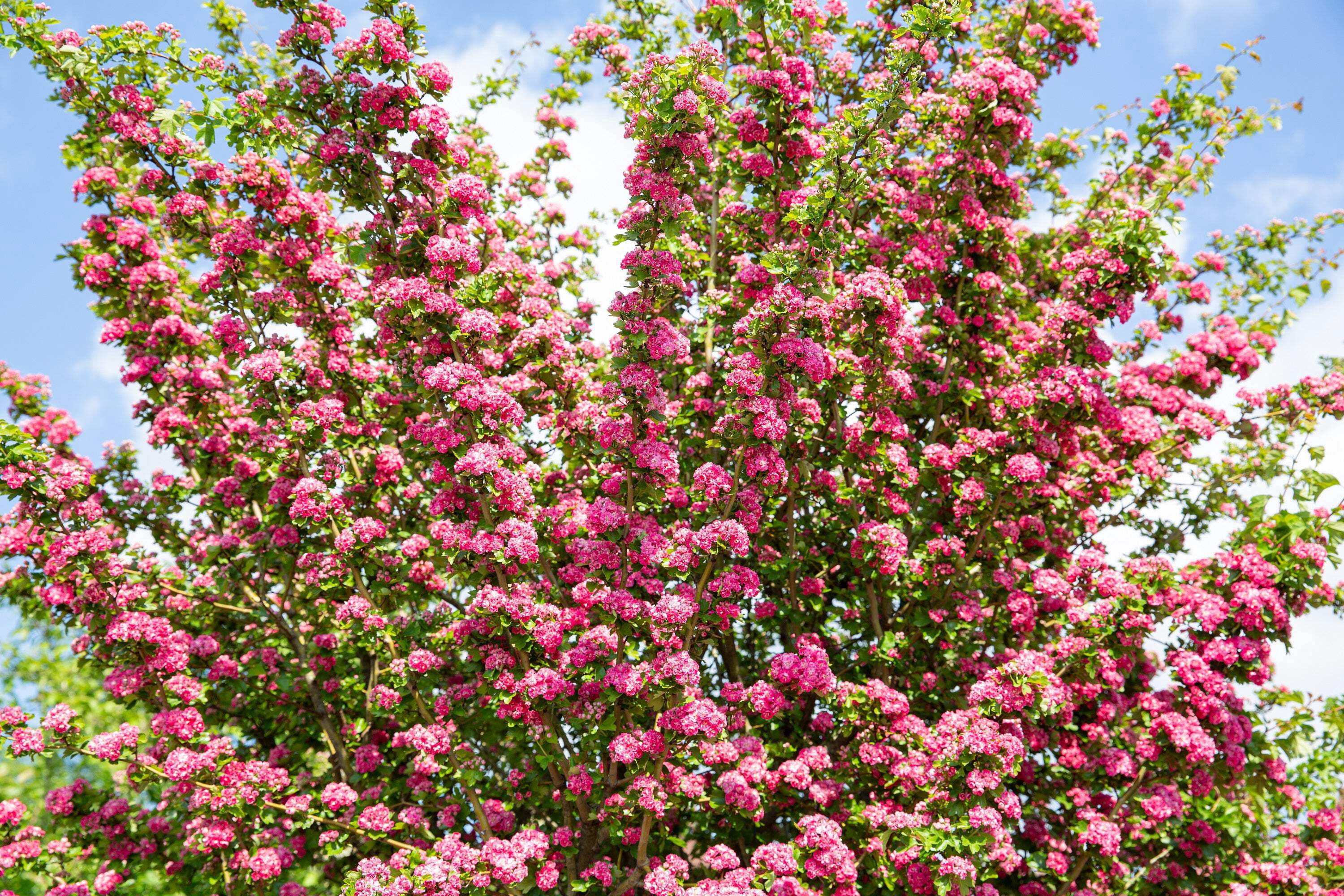 20 ENGLISH HAWTHORN TREE Edible Fruit Flower Mayflower Crataegus ...