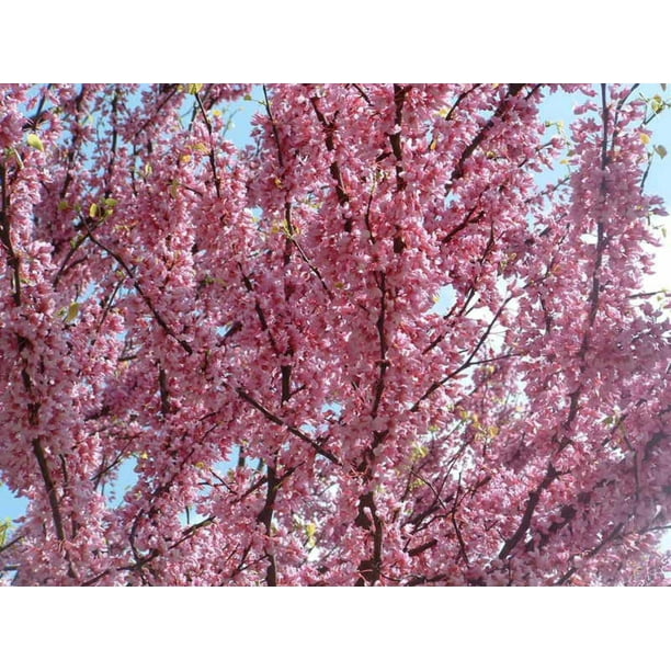Seedville Eastern Redbud Live Tree - Walmart Business Supplies