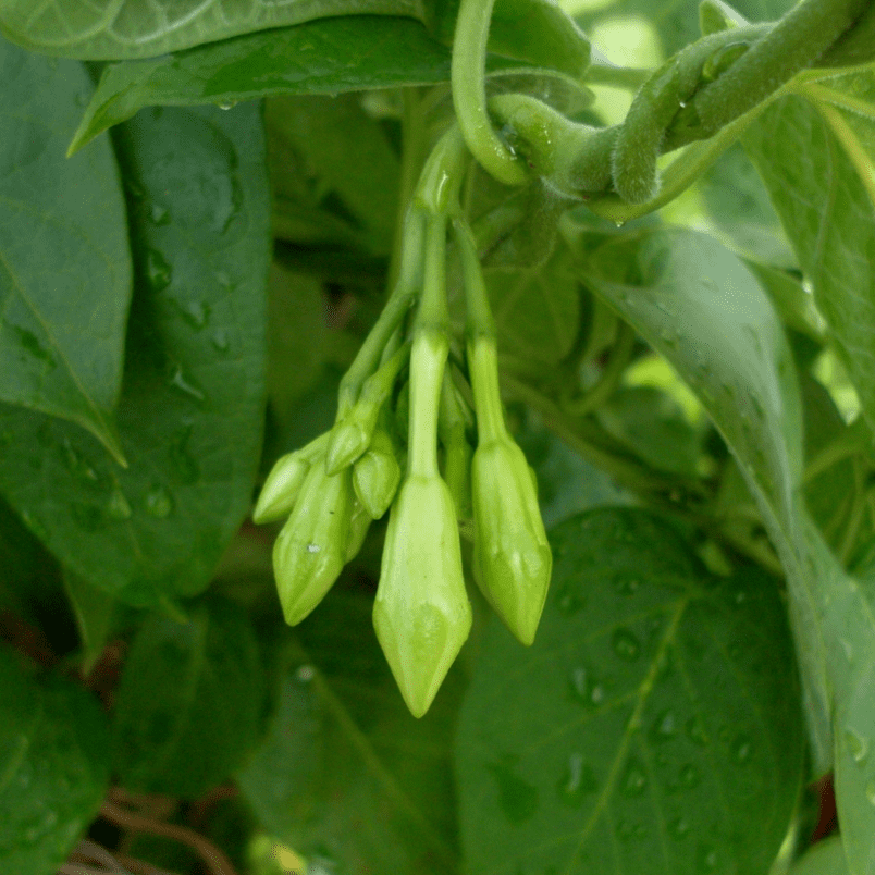 20 Fernaldia Pandurata Seeds White Loroco Seeds for Planting, Perennial ...