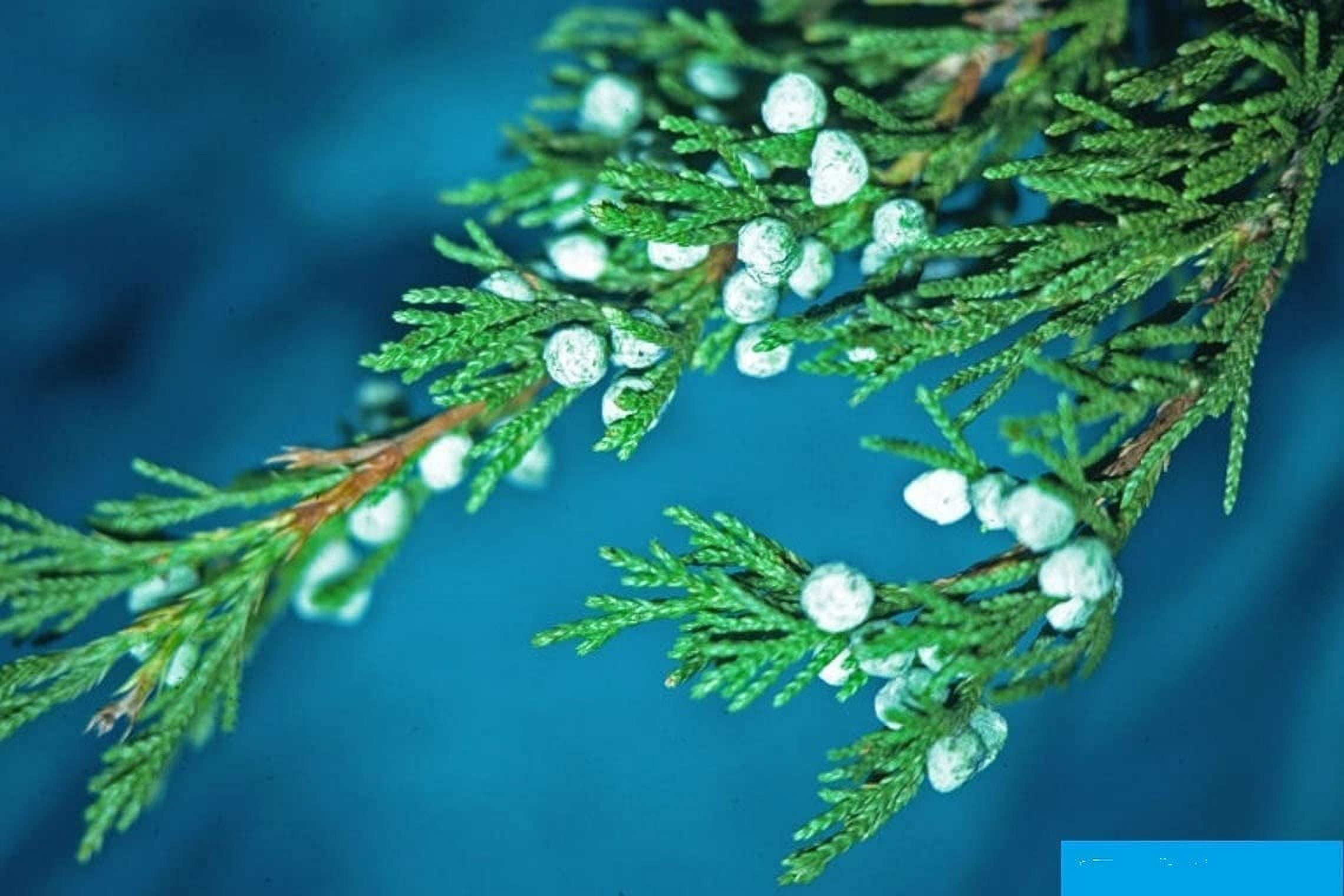 20 Fresh Cedar Tree Branches with Balls - Approx 18 inches Long, Branch ...