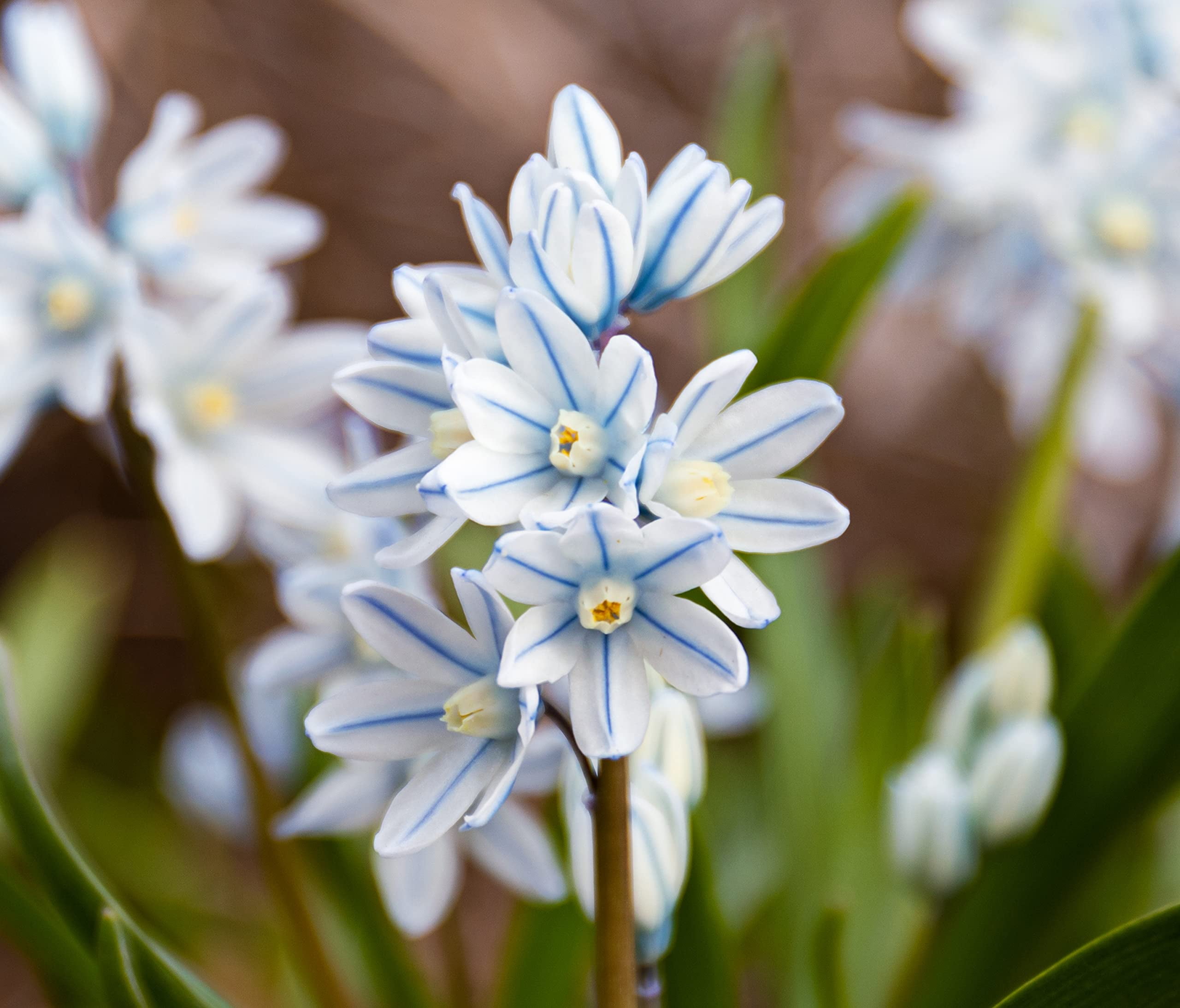 CZ Grain, 20 Fresh Striped Squill Bulbs, Easy to Grow Perennial ...