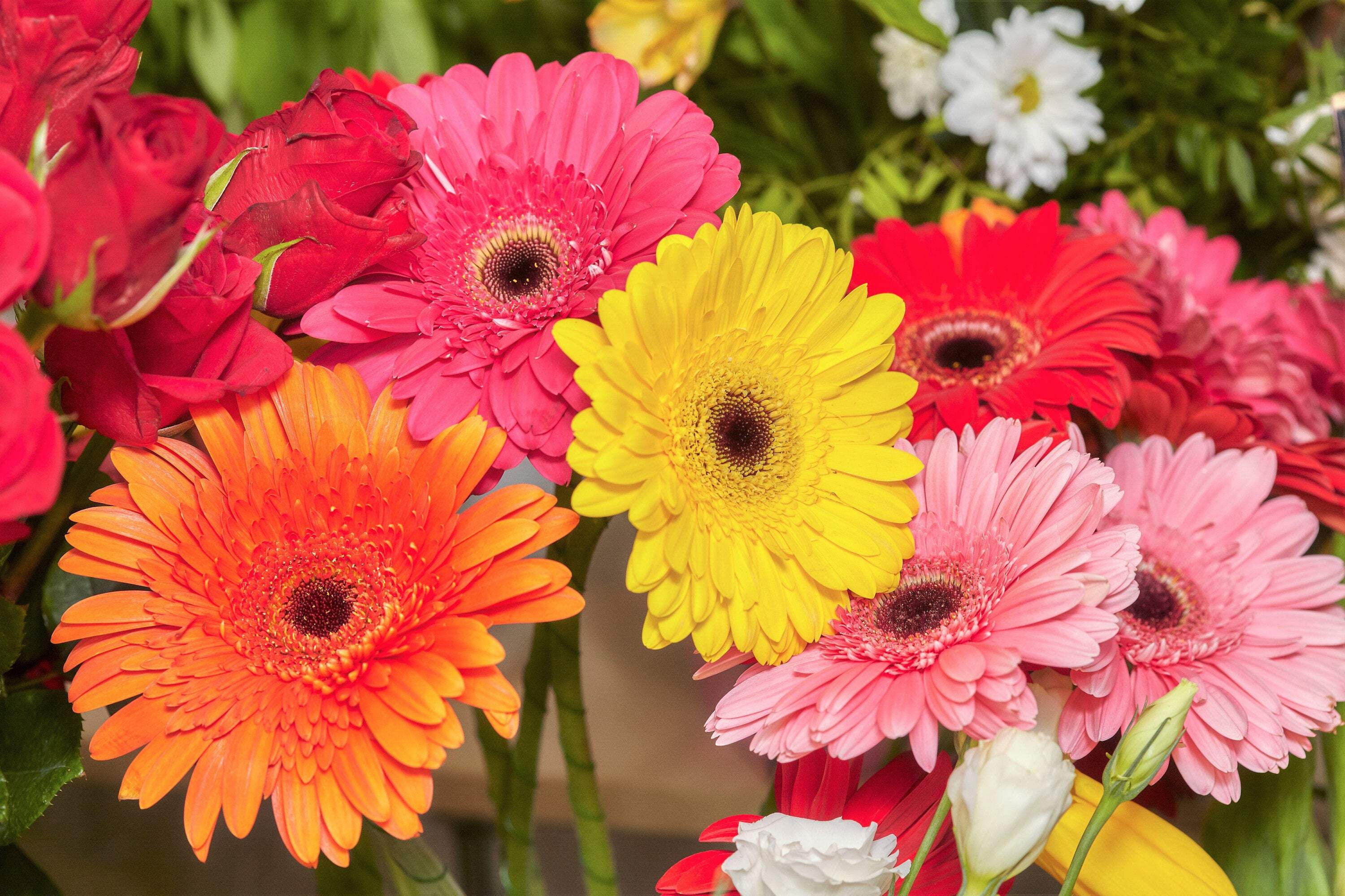 20 Gerber Daisy Annual Plants - Mixed Colors Gerbera Jamesonii ...