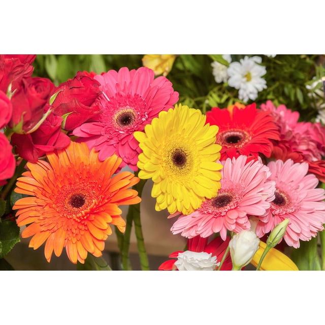 20 Gerber Daisy Annual Plants - Mixed Colors Gerbera Jamesonii ...