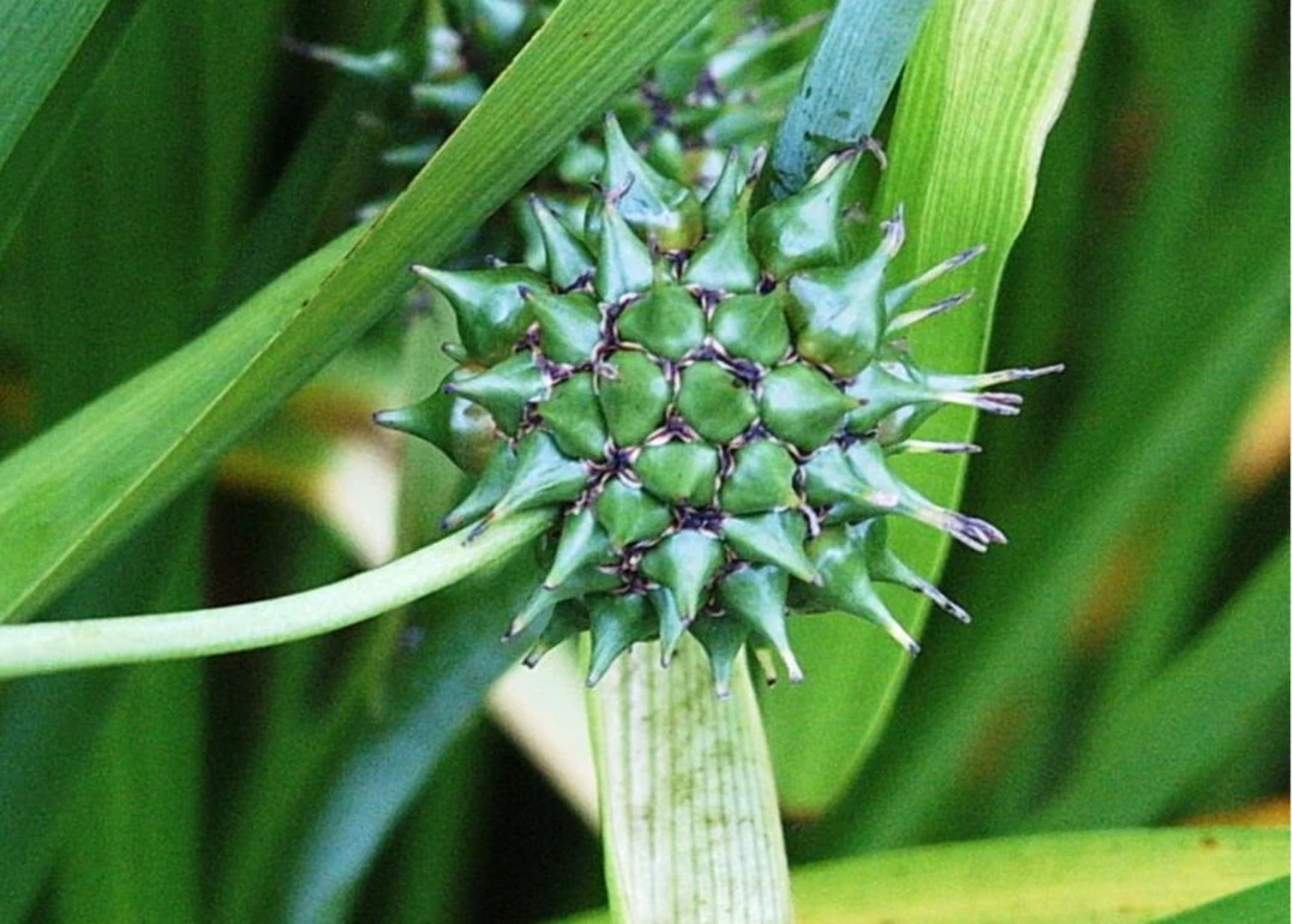 20 GIANT BUR REED Sparganium Eurycarpum Wetland White Flower Seeds ...