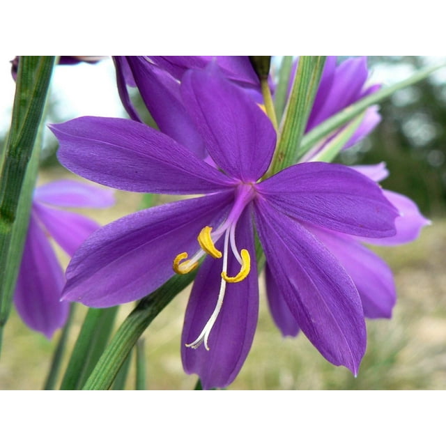 20 GRASSWIDOW Purple-Eyed Grass Sisyrinchium Inflatum syn. Olsynium ...