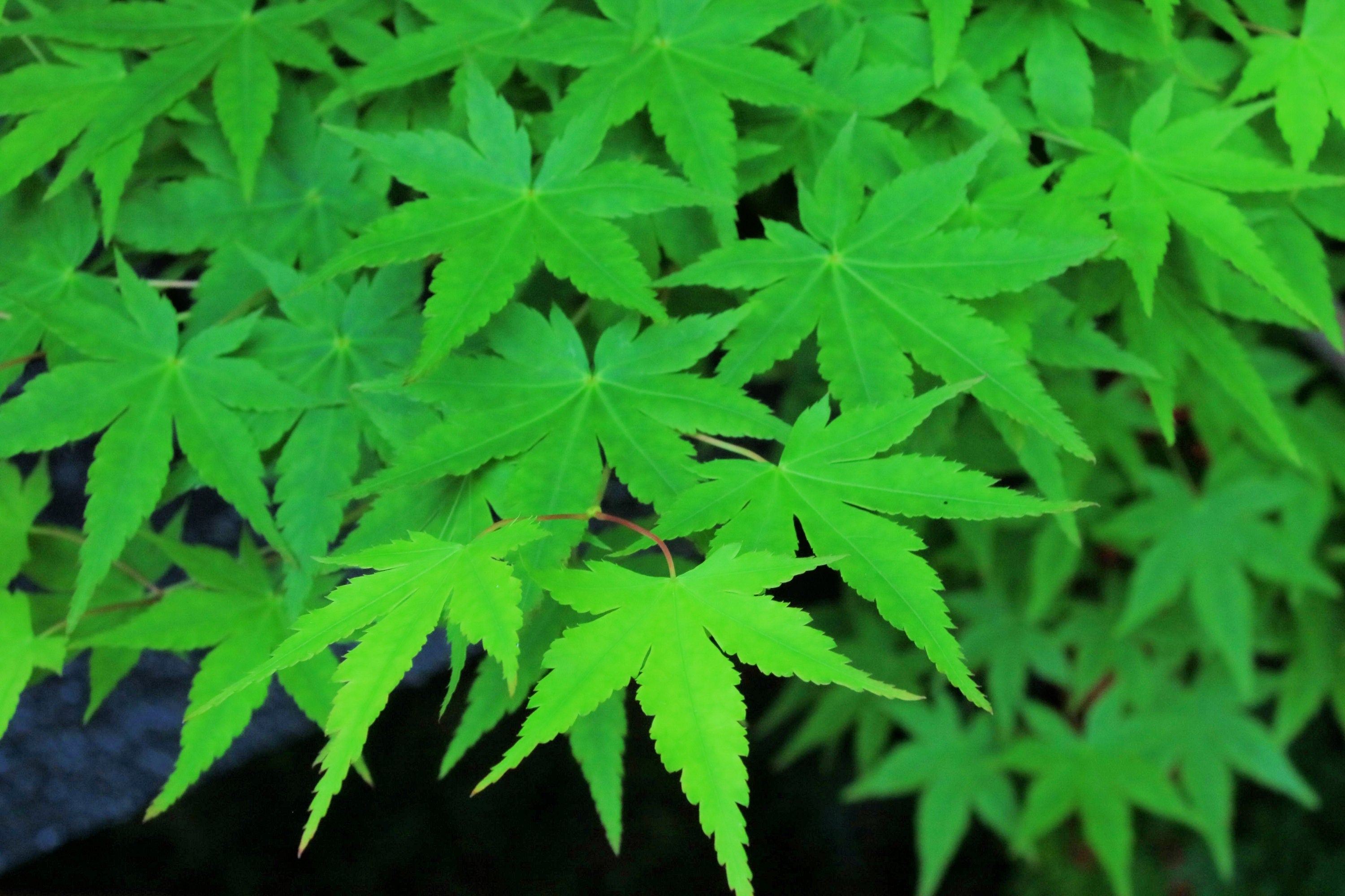20 GREEN JAPANESE MAPLE Tree Ornamental Acer Palmatum Palmate Maple ...