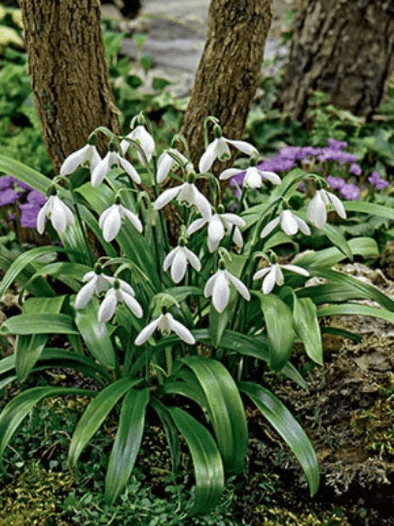 Snowdrop Bulbs in Plant Bulbs - Walmart.com