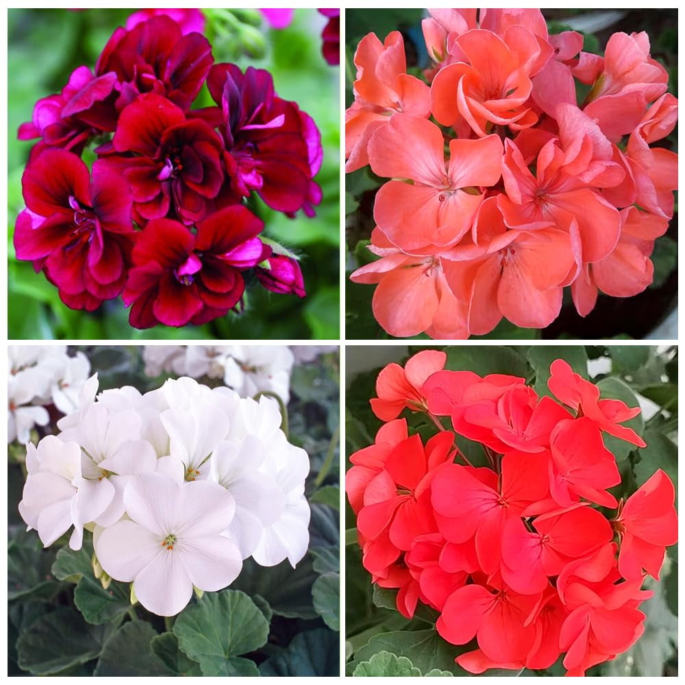 20+Geranium Seeds for TWE5 Planting- Perennial Bloom Geranium Flower ...