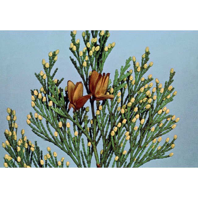 20 Gold Tipped Cedar Tree Branches - Beautiful Branches to Decorate ...