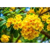 20 Golden Trumpet Tree Seeds for Planting - Tabebuia chrysantha ...