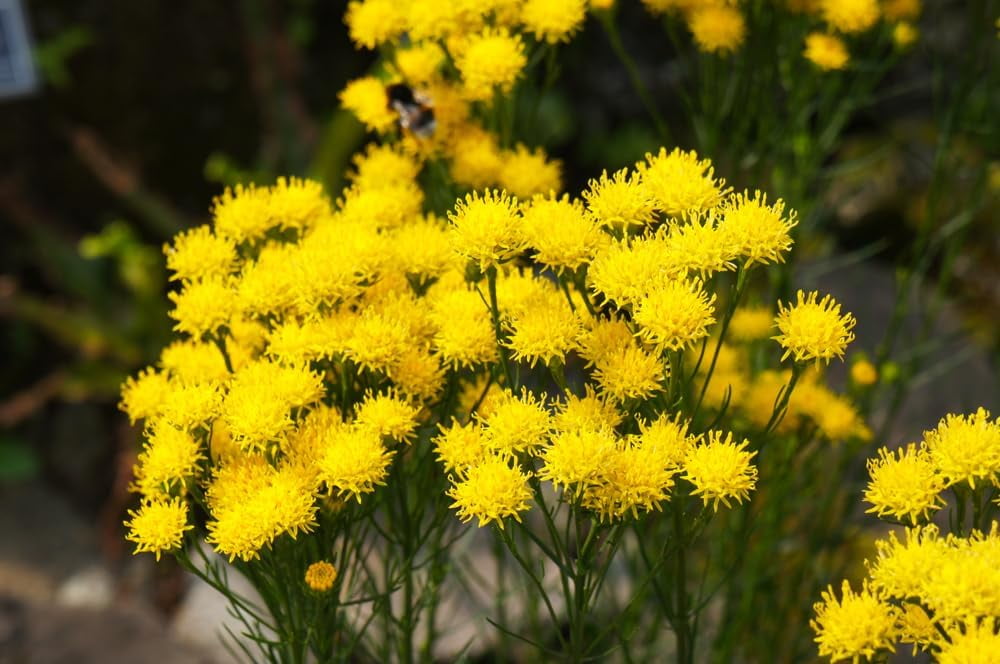 20 Goldilocks Aster Flower Seeds for Planting - ASTER linosyris ...