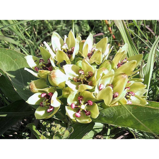 20 Green SPIDER MILKWEED Asclepias Viridis White Purple Monarch Flower ...